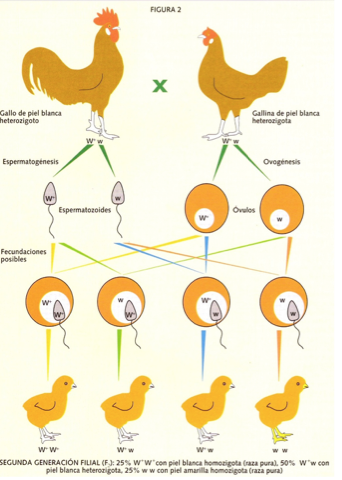 Que Diferencia Hay Entre Un Pollo Y Una Gallina - Noticias de Pollo